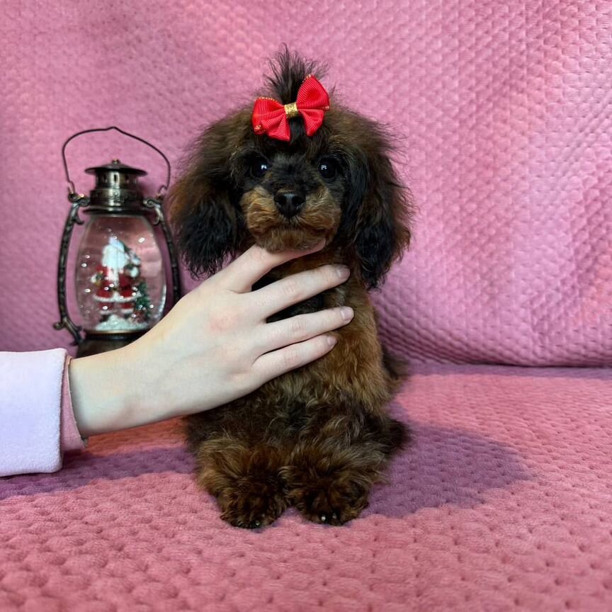 Той-пудель, щенок