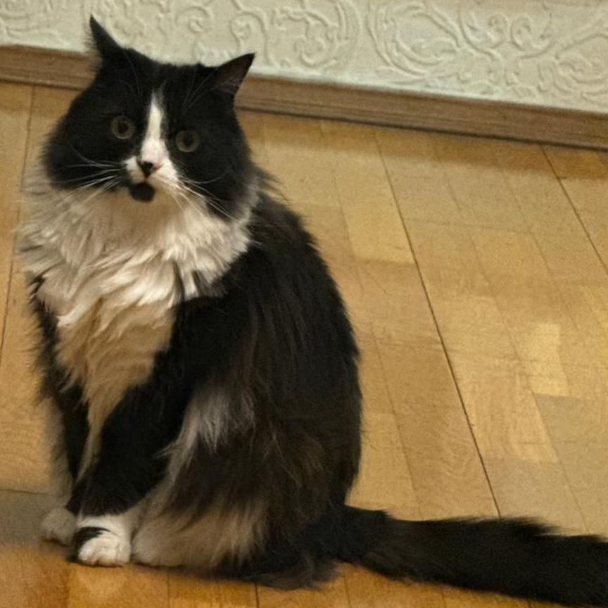 Взрослая, кошка в добрые руки