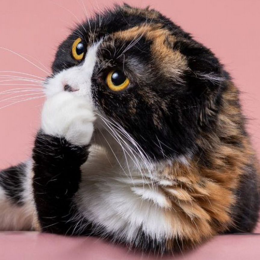 Взрослая кошка в добрые руки