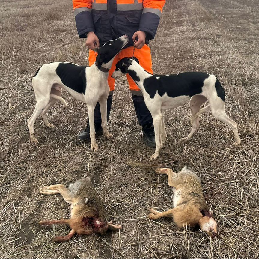 Хортая борзая