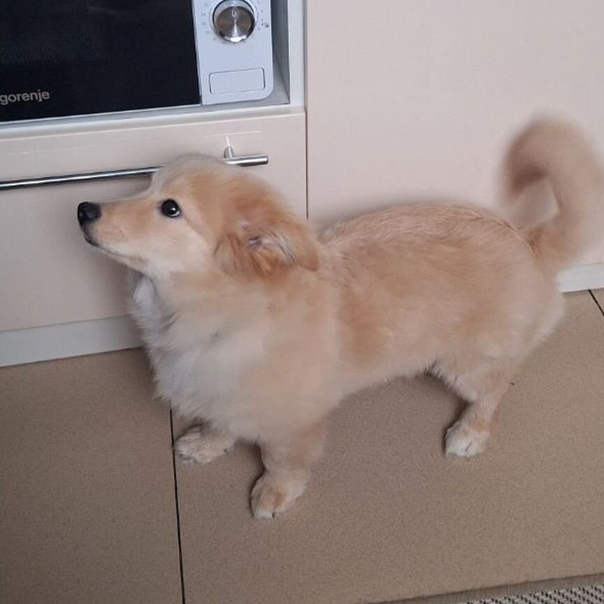 Померанский шпиц, щенок