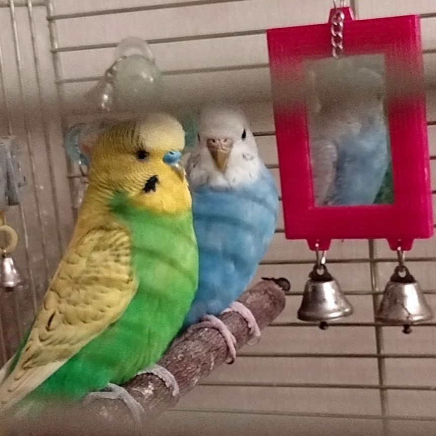 Волнистый попугай пара