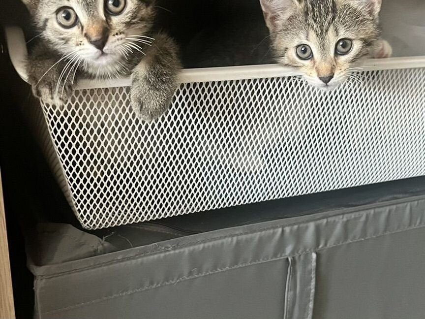 Котики ищут дом