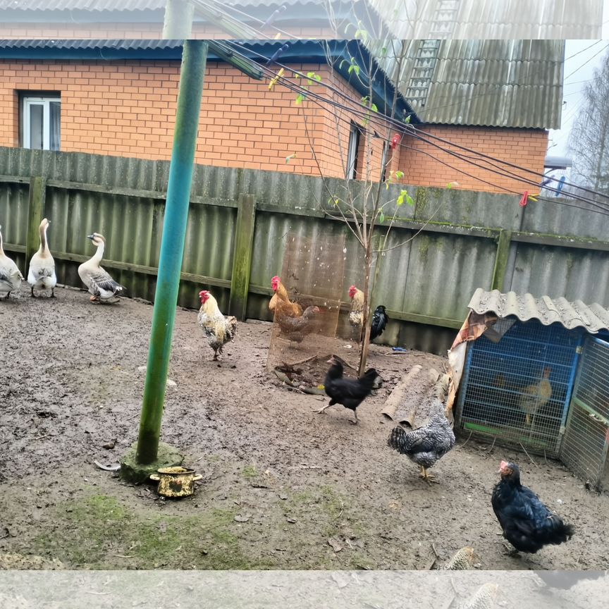 Продаются гуси кубанской породы на племя и петухи
