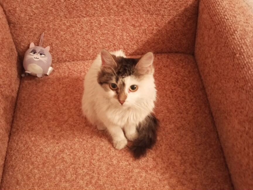 Кошка в дар