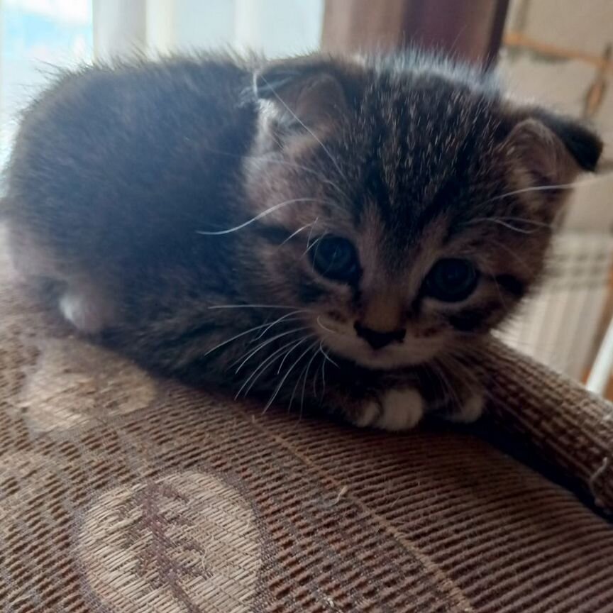 Домашние животные котята