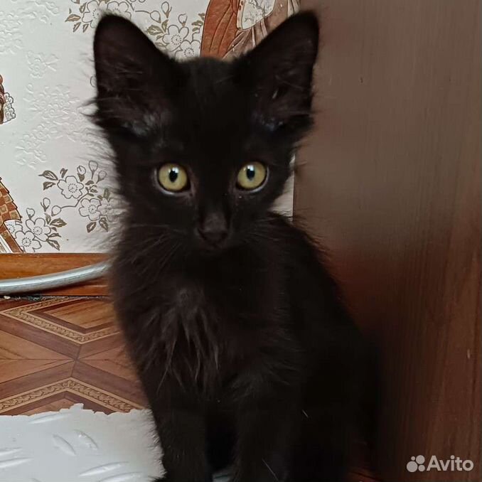 Три котенка черныша очень ждут мам и пап