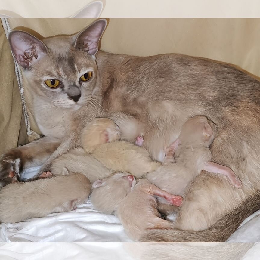 Котята бурманские с высокой родословной осталось 4