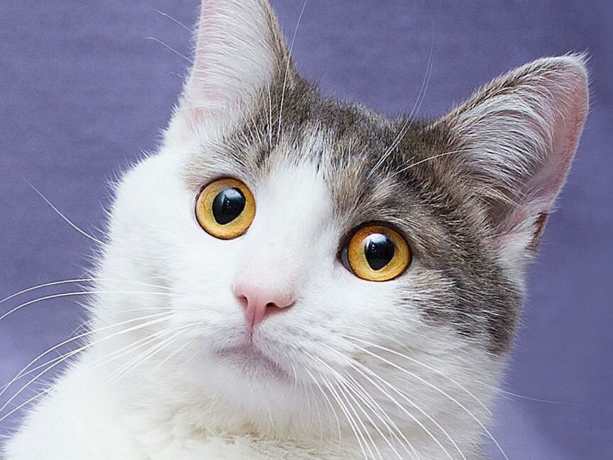 Кот-котыч ищет дом