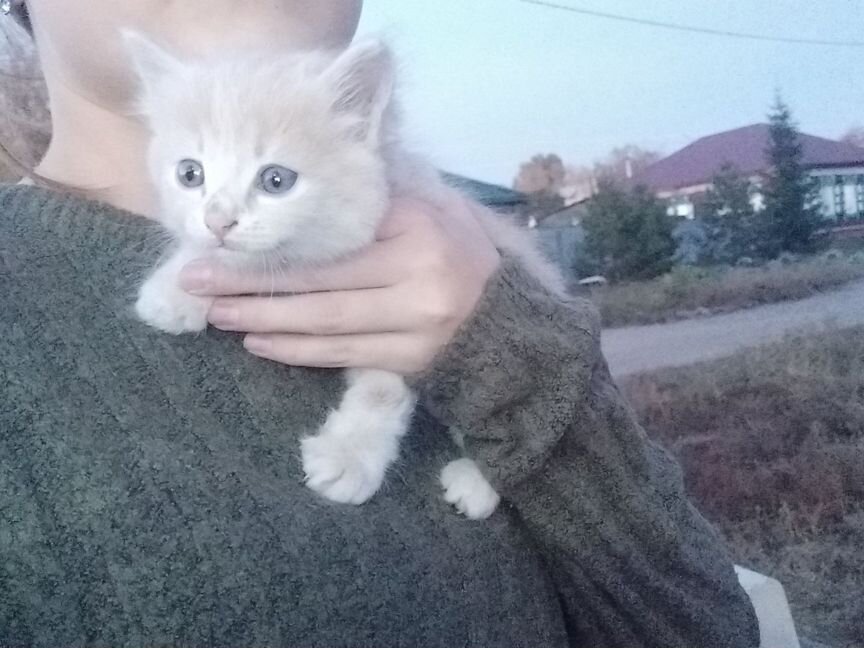 Кошка