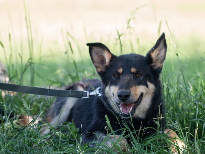 Собака,спокойный красавец Леня ищет дом