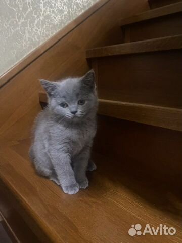 Британский котенок кот 3 месяца
