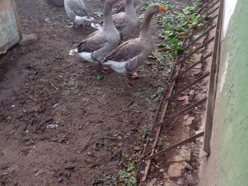 Свежие тушки крупных серых гусей Ланда