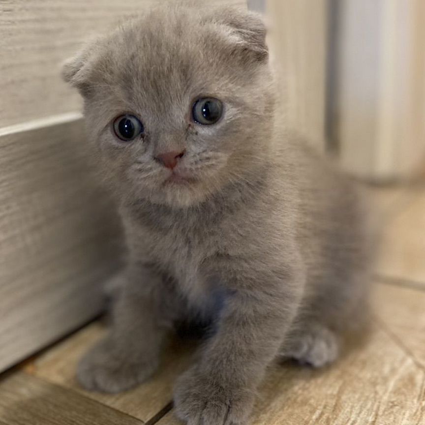 Кошечка британская вислоухая