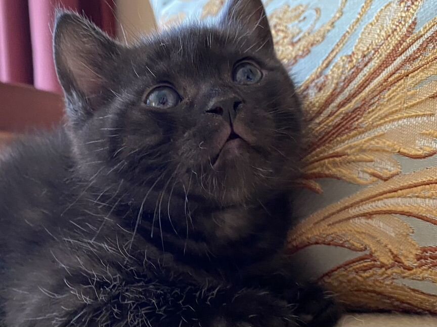 Британский котик