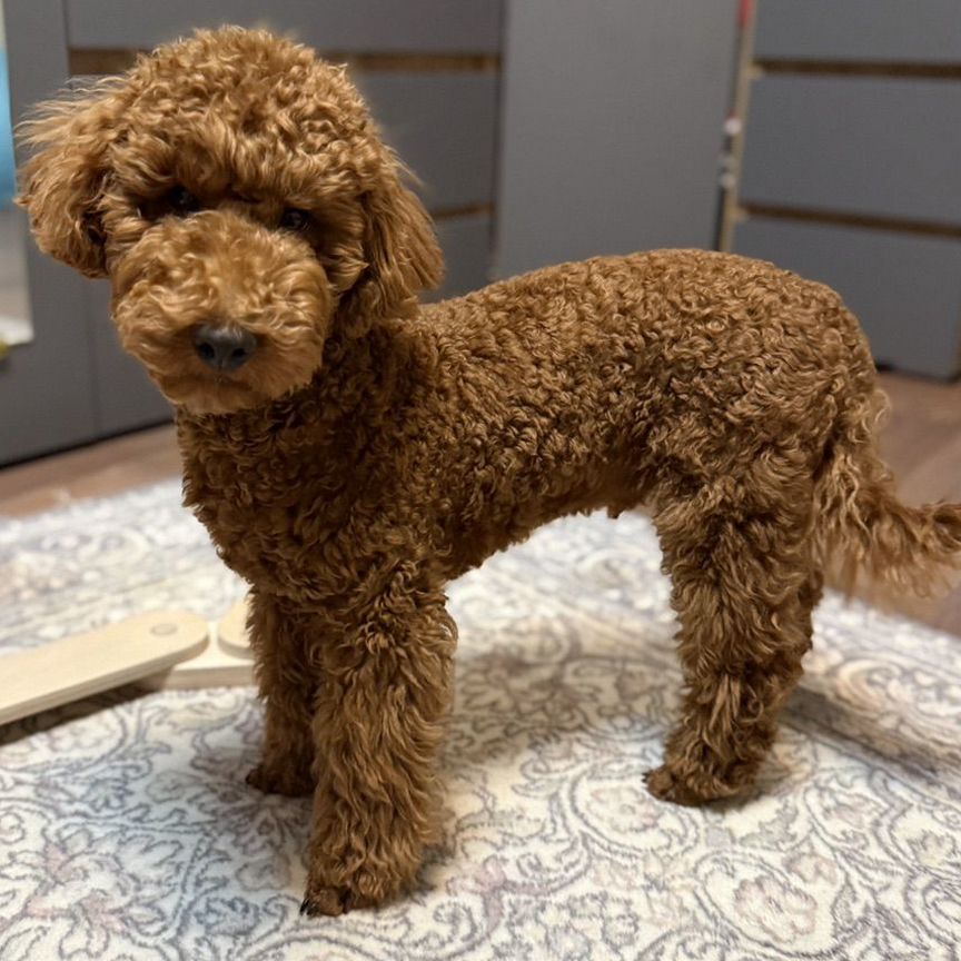 Той-пудель, щенок