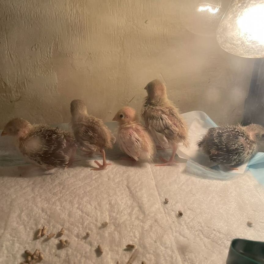 Китайский расписной перепел