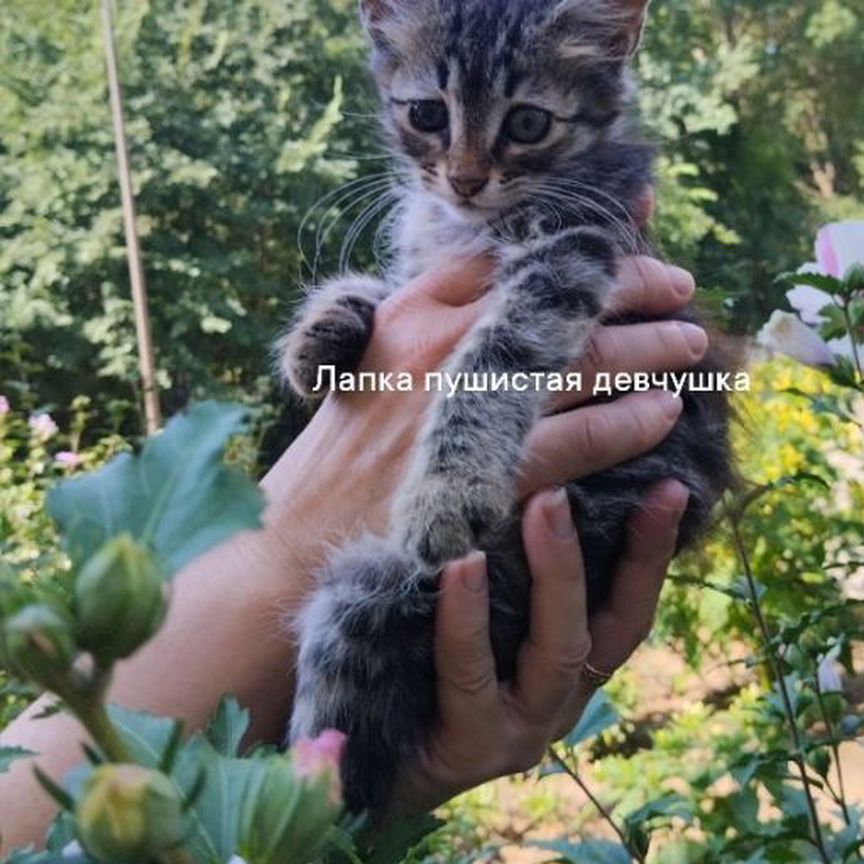 Котята в добрые руки