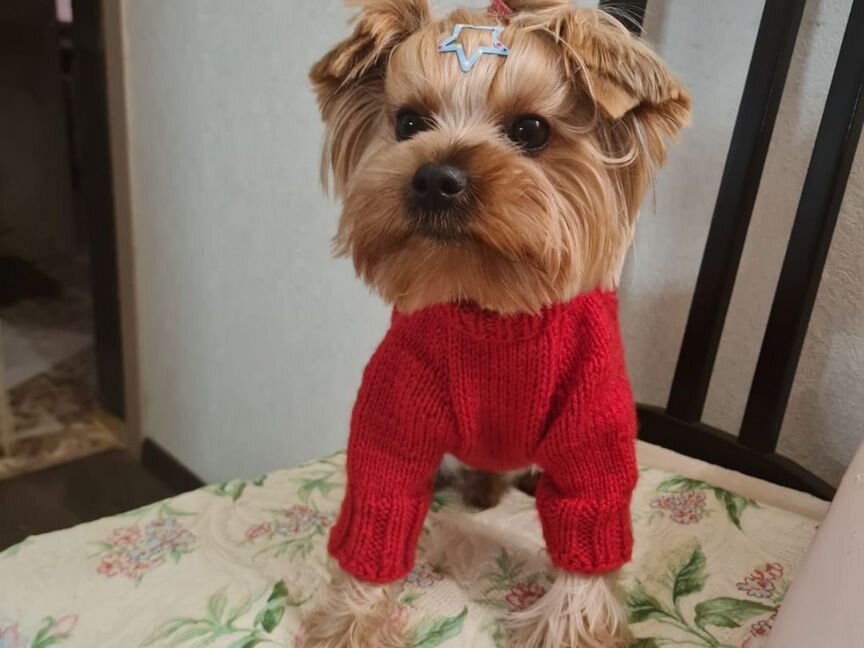 Одежда для маленьких собак