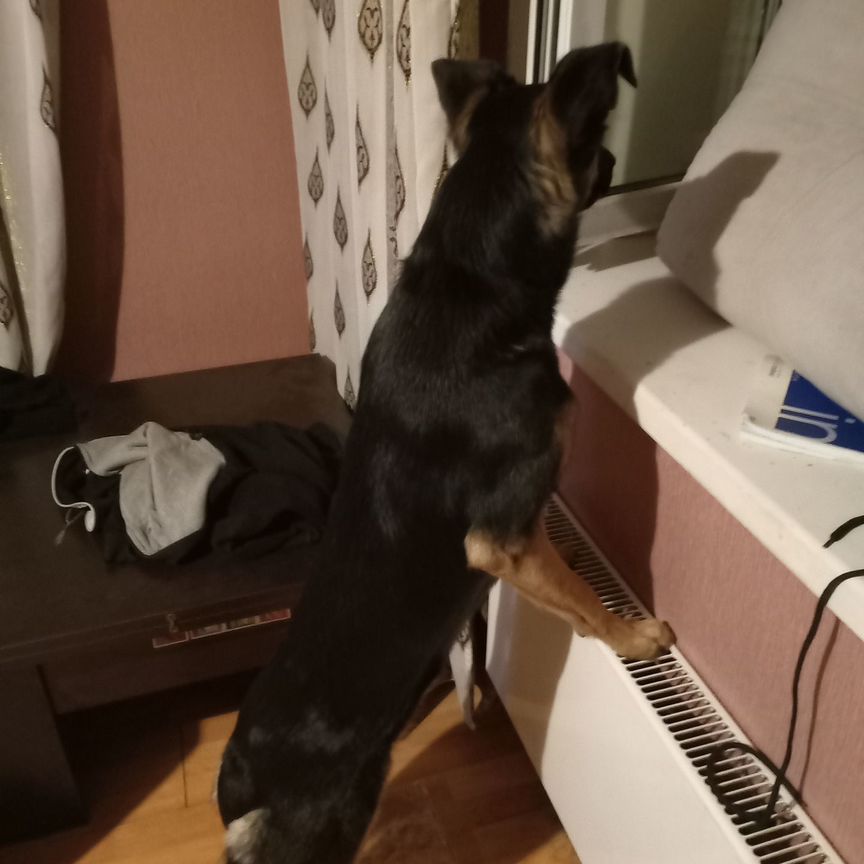 Смесь немецкой овчарки