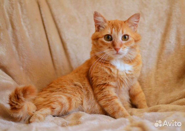 Рыжая молодая кошка Николь в дар