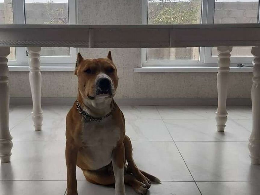 Амстафф вязка