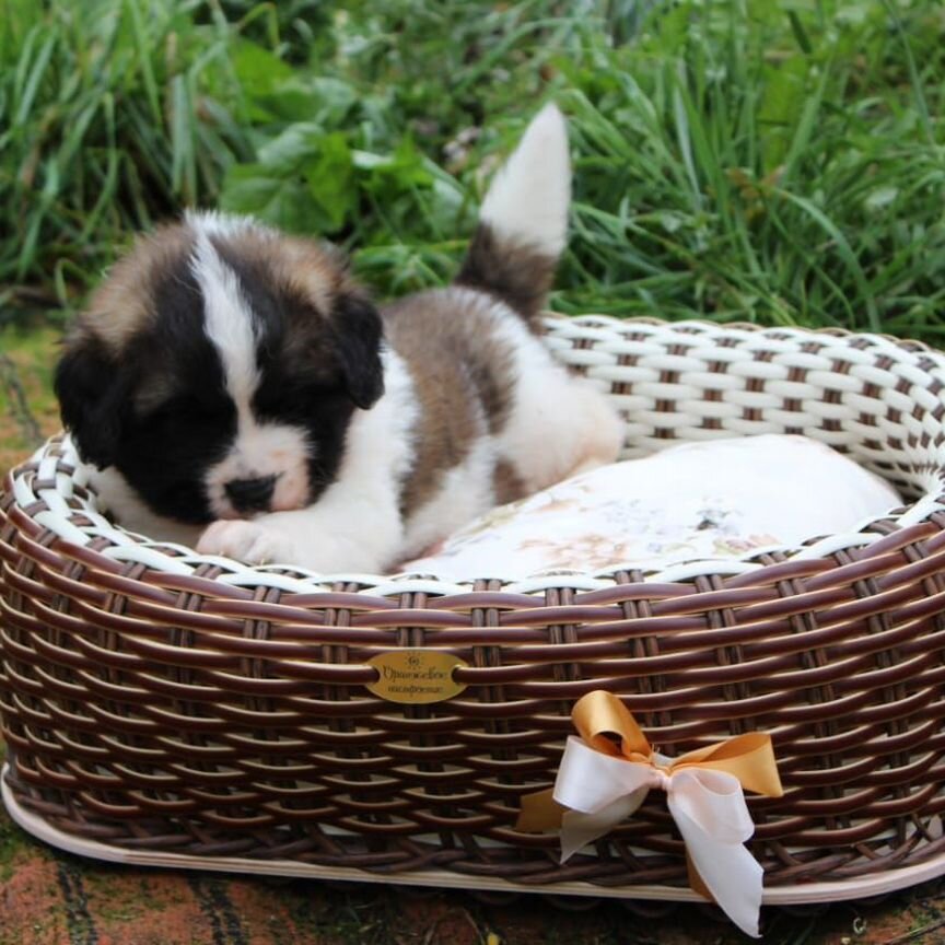 Московская Сторожевая