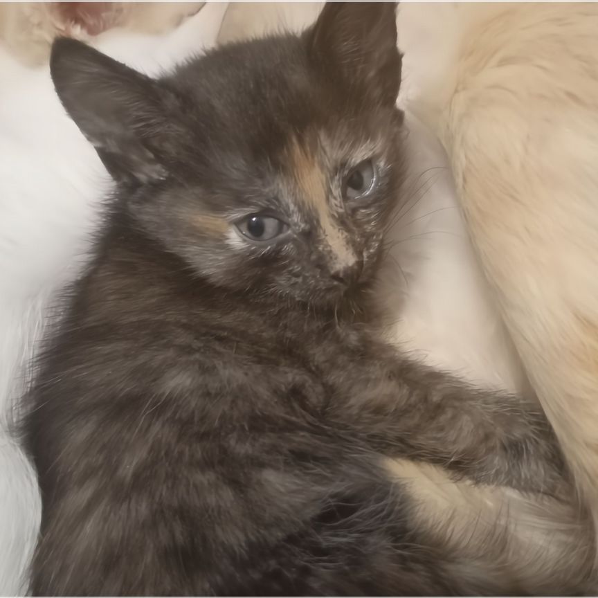 Мейн-кун котёнок