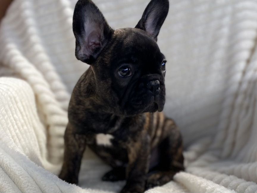 Удивительные булечки от мультичемпионов