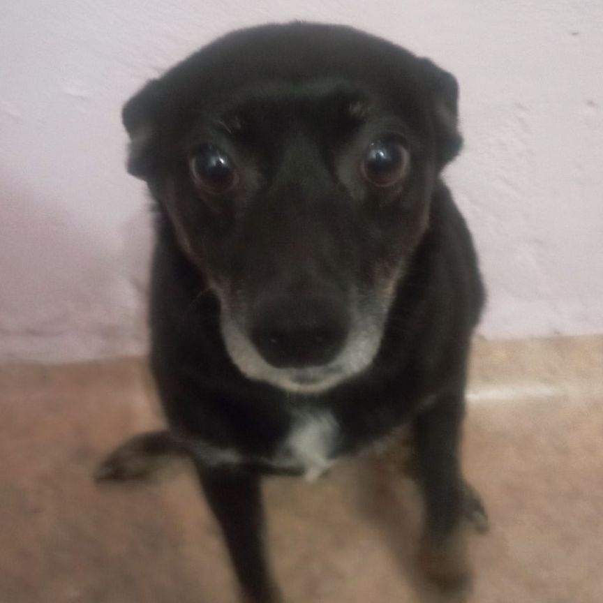 Чихуахуа, взрослая собака