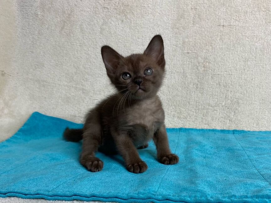 Шоколадные и соболиные бурманские малыши