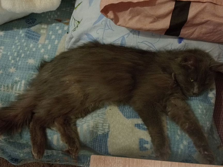 Тайская кошка в добрые руки