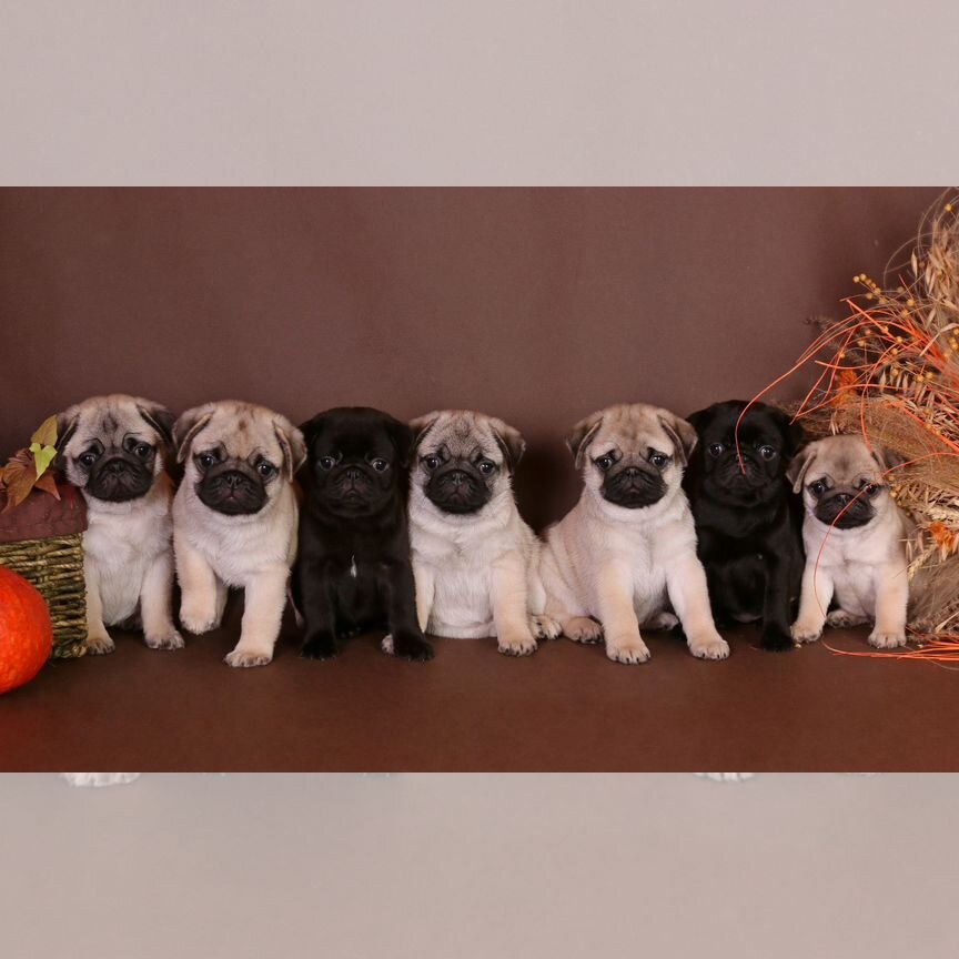 Мопс, щенок