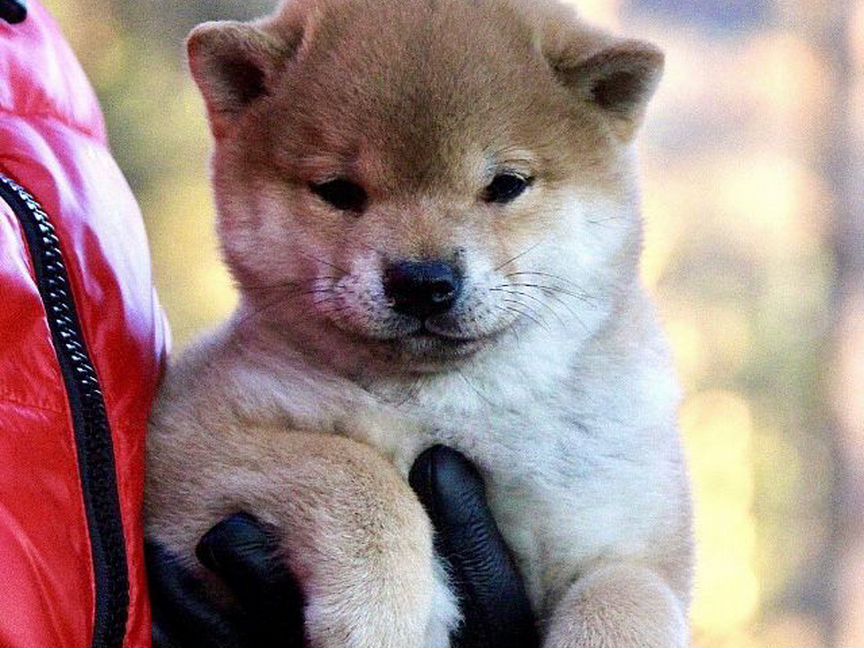 Очень красивый мальчик сиба ину
