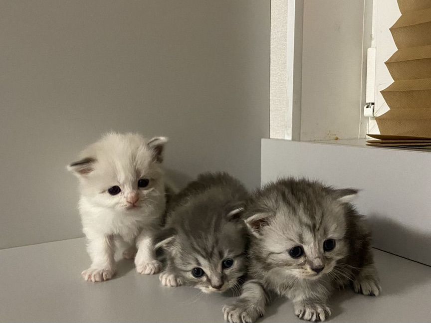 Котята сибирские/шотландцы
