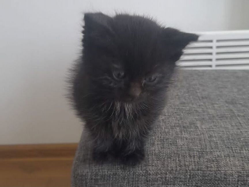 Отдам котенка Катю в добрые руки