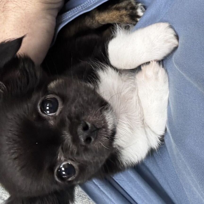 Чихуахуа, щенок