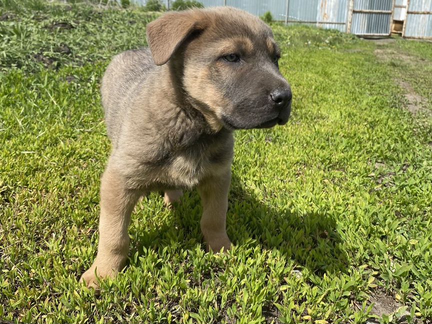 Отдам бесплатно