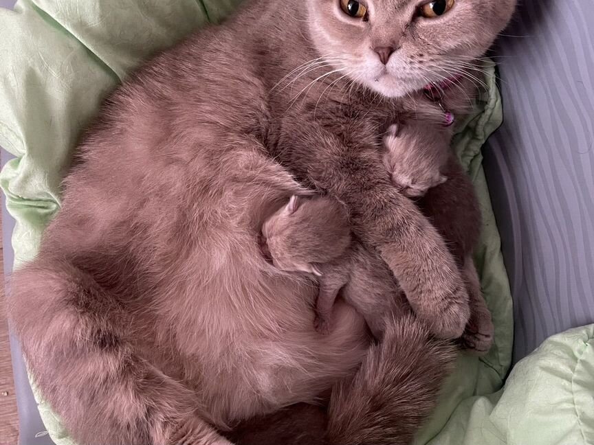 Шотландские котята