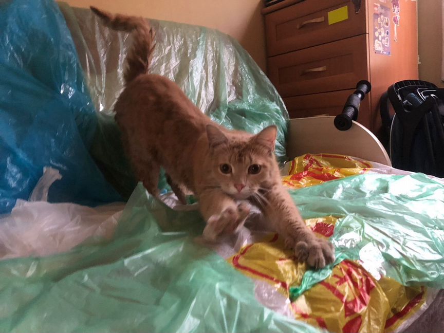 Кот Персик в хорошие руки