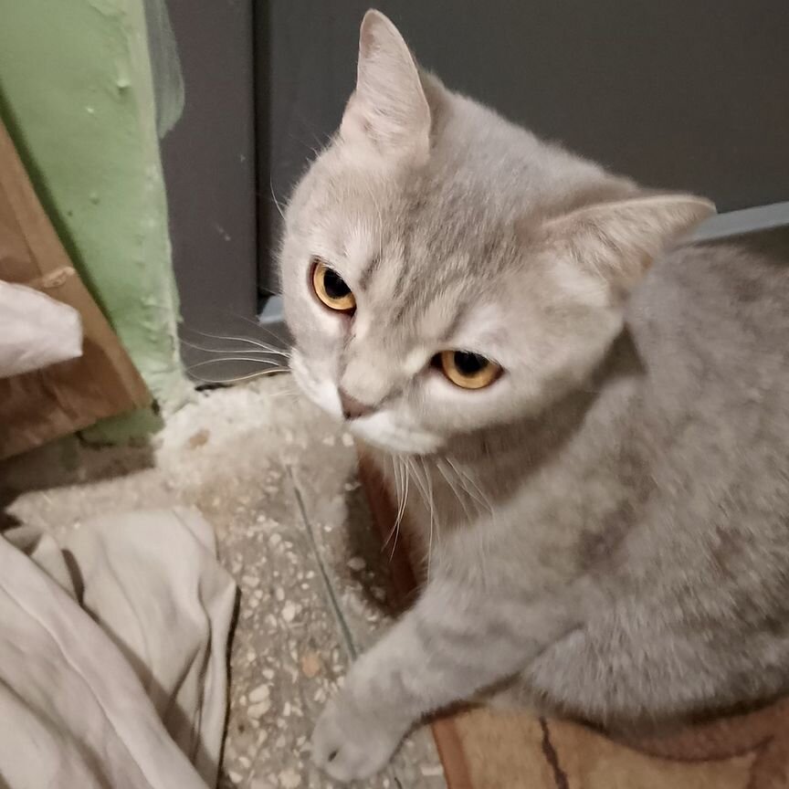 Взрослая, Девочка кошка в добрые руки