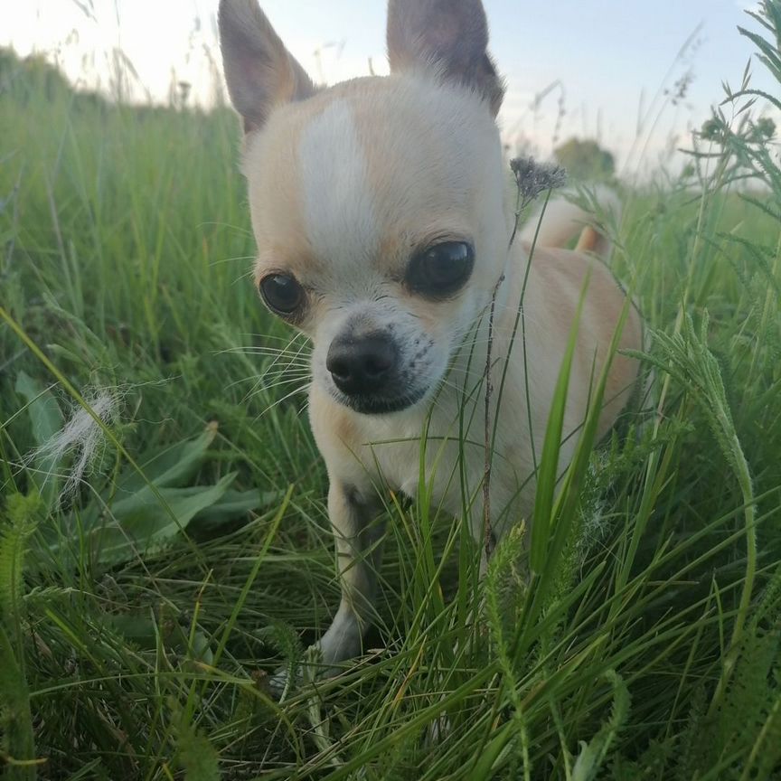 Вязка кобель чихуахуа мини