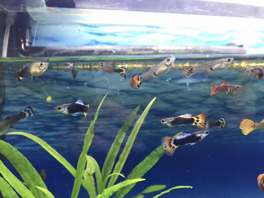 Самочки гуппи