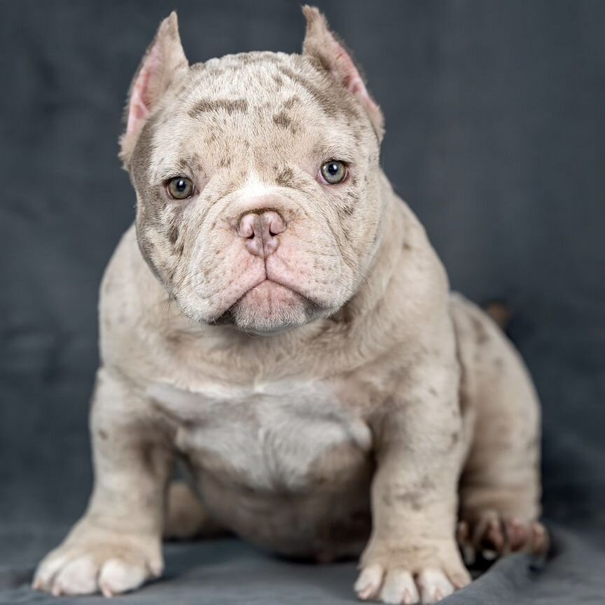 Американский булли, щенок