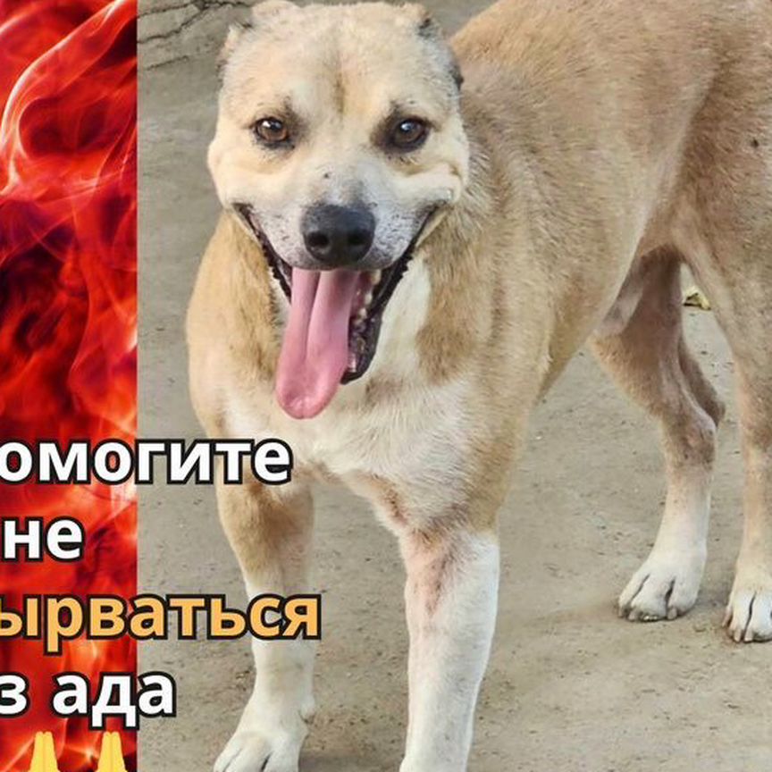 Собакен в добрые руки
