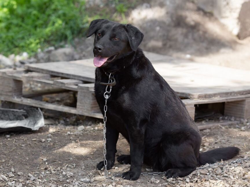 Лабрадор