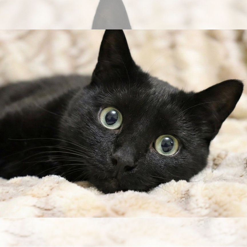 Взрослая, кошка в добрые руки