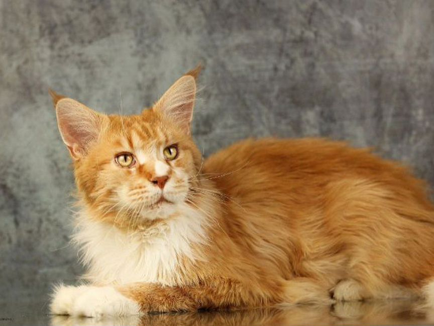 Кастрат Мэй добрым людям