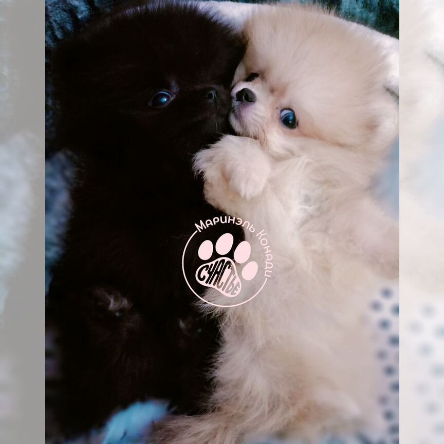 Померанский шпиц, щенок