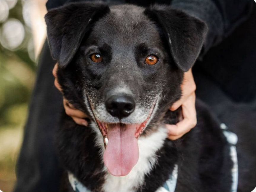 Бумер ищет дом